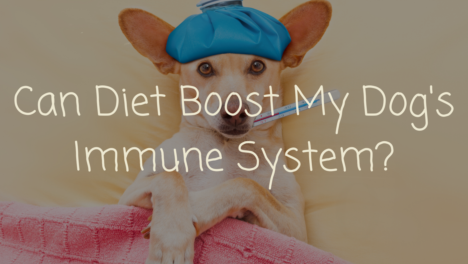 Can Diet Boost My Dog’s Immune System? - Tailored Tummy Co.